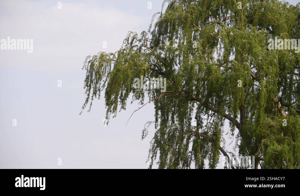 drooping branches of beautiful weeping willow tree in the wind. Close ...