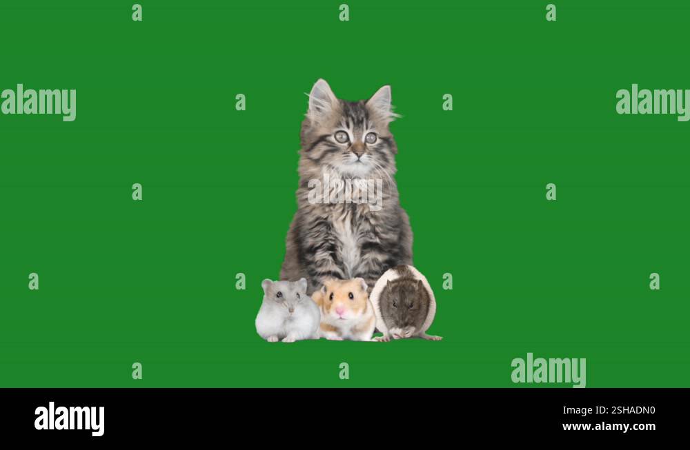 Green rodent Stock Videos & Footage - HD and 4K Video Clips - Alamy