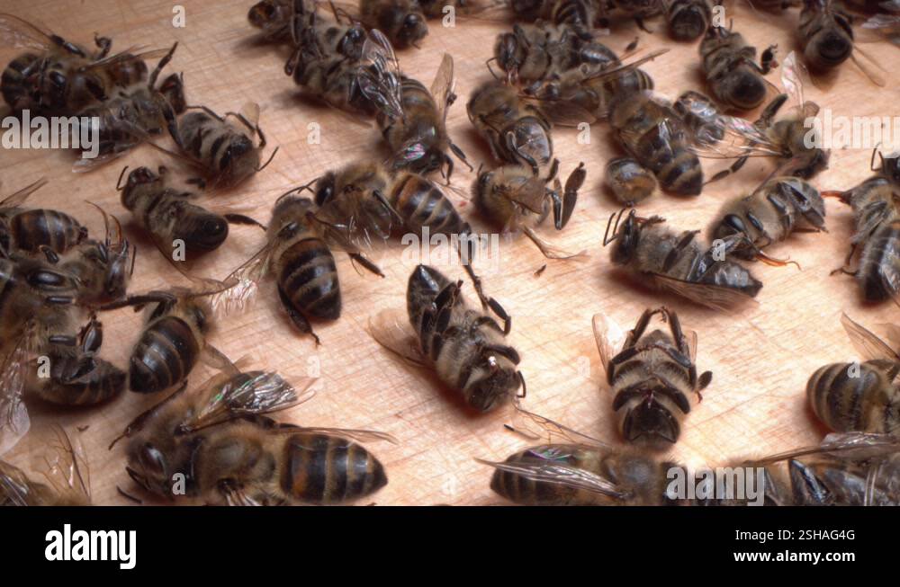 Death of the bee Stock Videos & Footage - HD and 4K Video Clips - Alamy