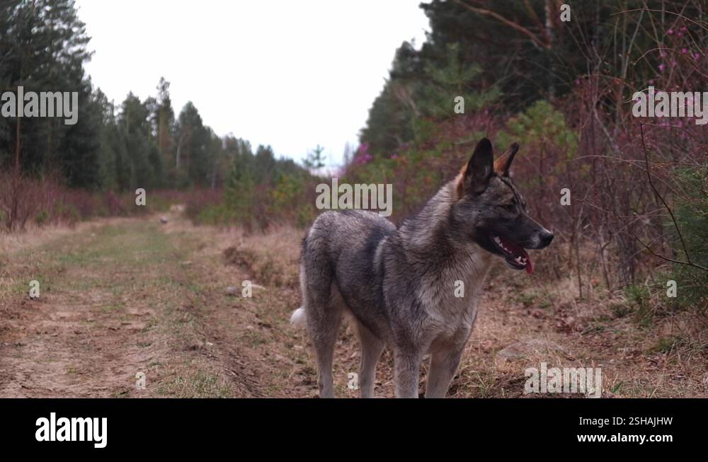 Laika dog breed hunting Stock Videos & Footage - HD and 4K Video Clips ...