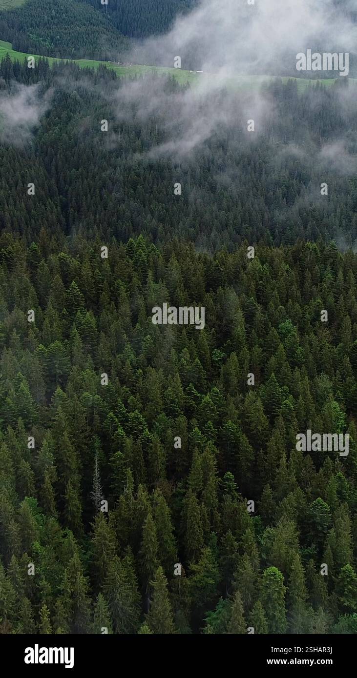 Vertical Screen Dense European Forest in Foggy Weather Aerial View ...