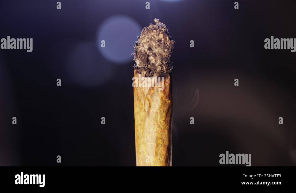 Close up of big CBD Medical Marijuan weed Joint, conical cigarette or a ...