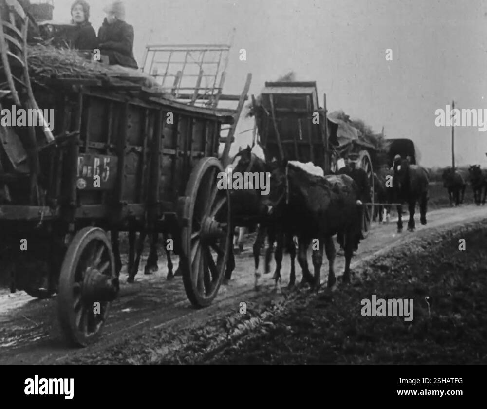 France - 1910s: Cattle and horses pull wagons down road Stock Video ...