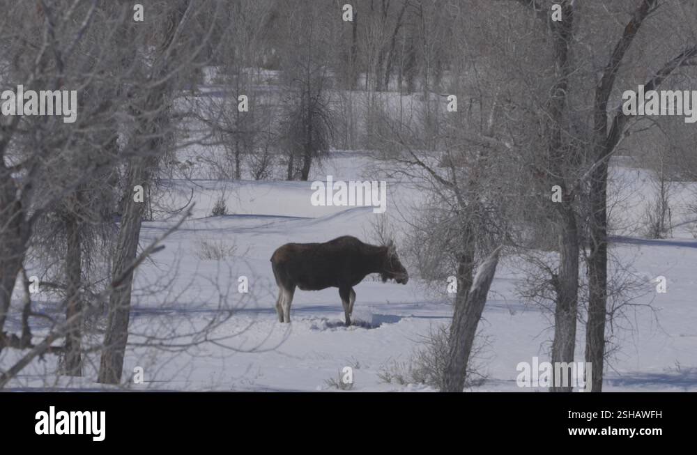 Tight shot of a moose grazing in deep snow looking for food. Shot in ...