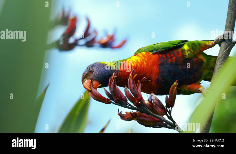 Rainbow lorikeet lory in the wild in Australia. Vibrant colorful parrot ...