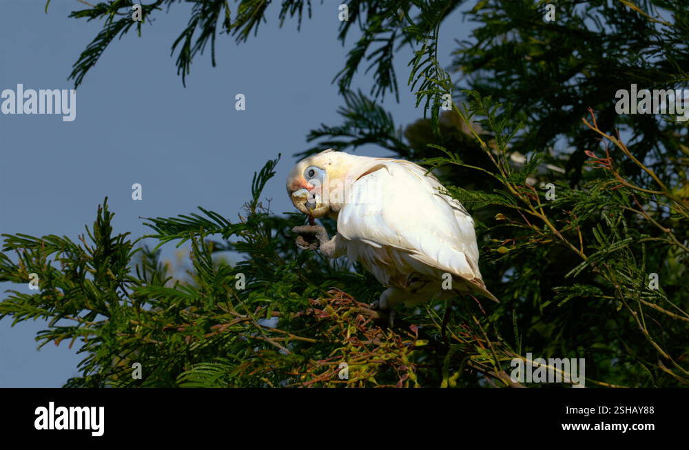 Cockatoo cockapoo wild parrot in Australia. Funny and lively white bird ...