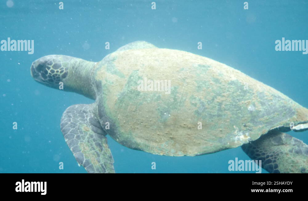 Moving plane towards swimming turtles, aquatic camera Stock Video ...