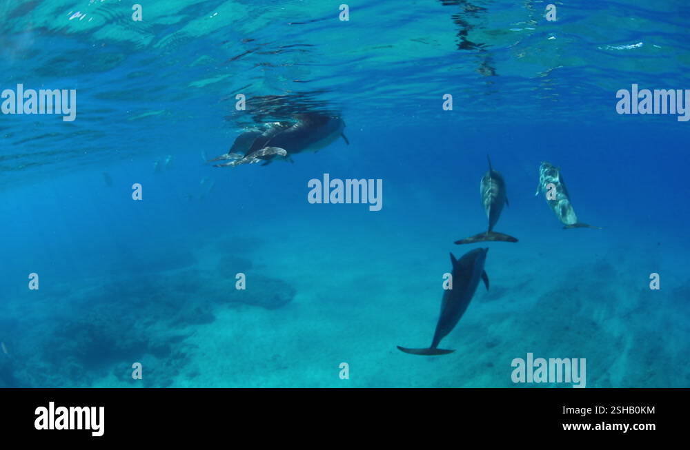 Slow Motion Shot Of Common Dolphins Swimming Together In Deep Blue ...