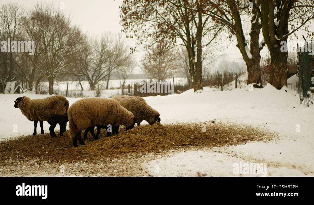 Sheep Suffolk lambs bio winter organic farm ewe corn silage fodder ...