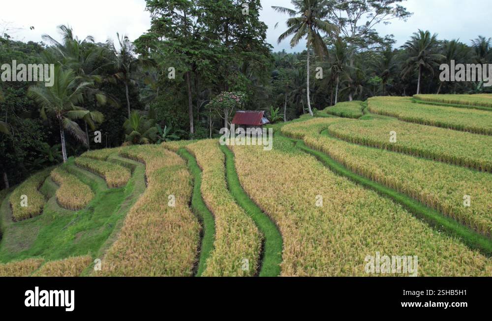 Terraced rice paddy on hill slope, small awning seen at edge of ...