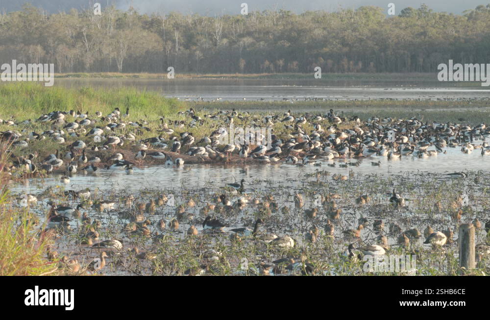 zoom in on a large flock of plumed whistling-ducks and magpie geese ...