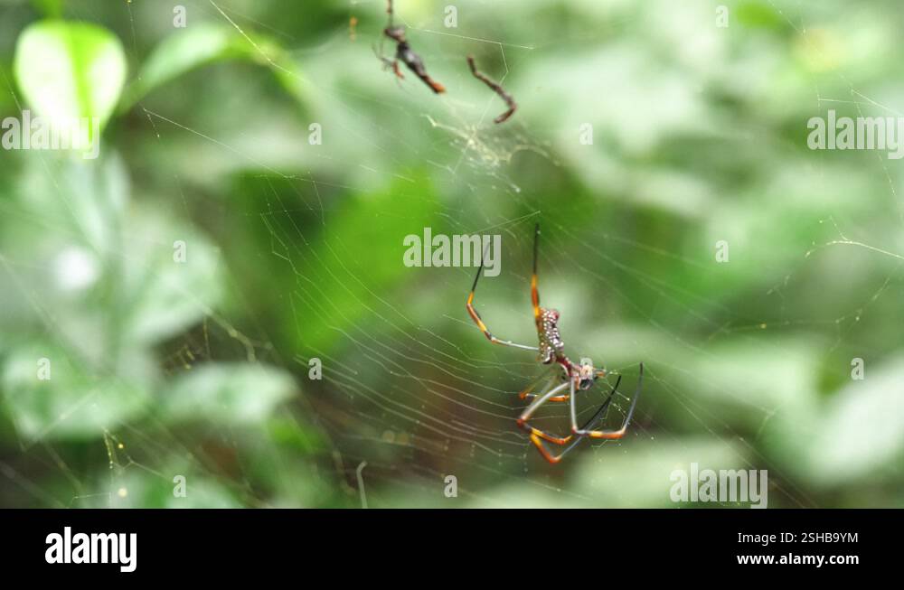 Spider catching prey Stock Videos & Footage - HD and 4K Video Clips - Alamy