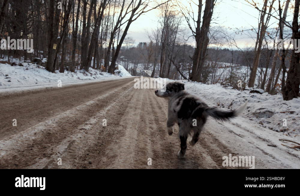 A 12-week-old border collie puppy chases the camera up a snowy dirt ...