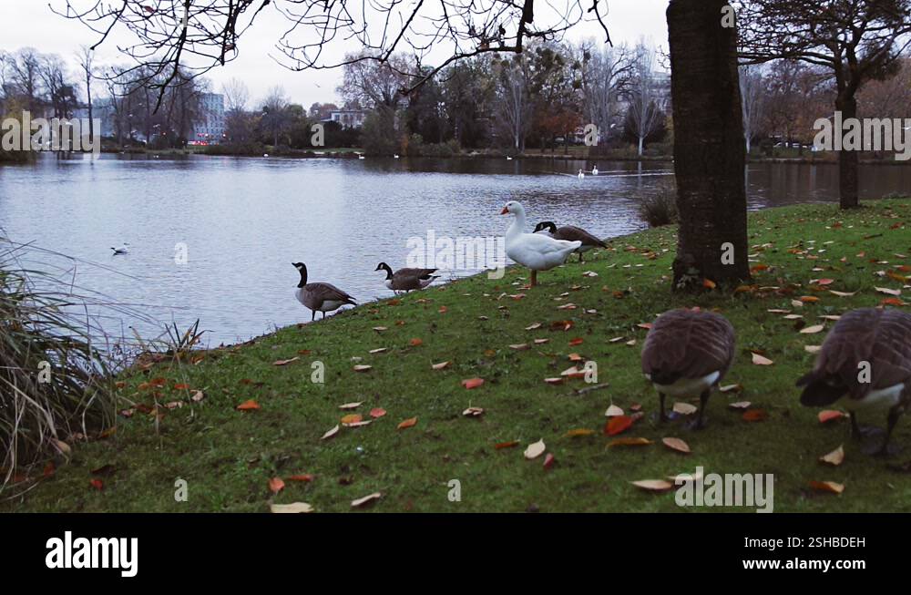 White domestic geese and wild canadian geese walk and eat the grass ...