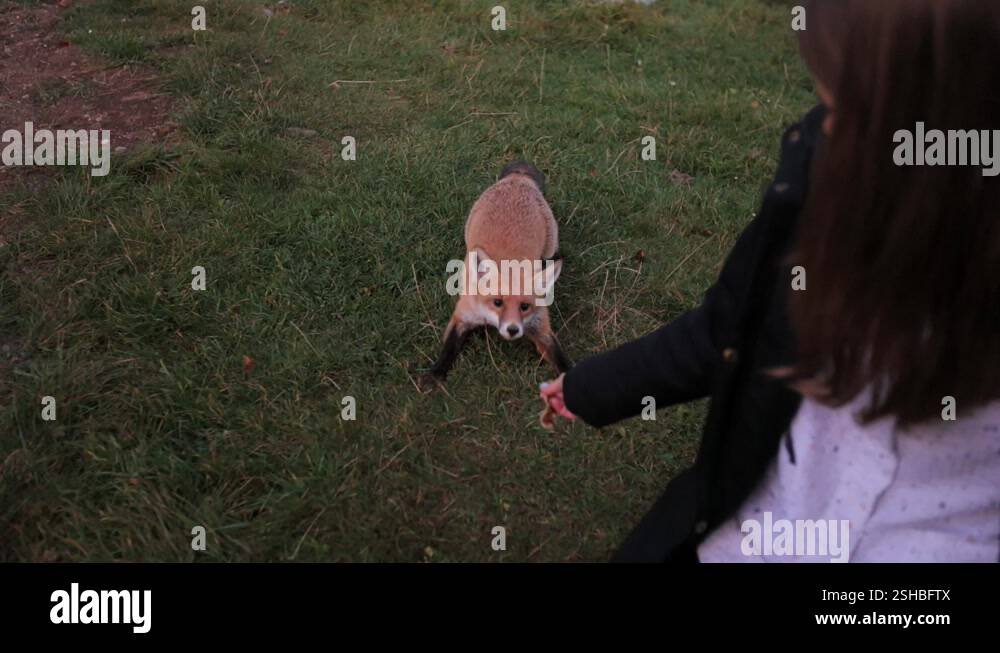 a red-haired wild fox is afraid to approach a girl who feeds meat from ...
