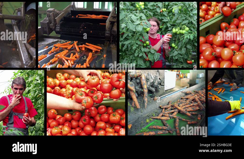 Greenhouse Vegetable Production and Post Harvest Management Stock Video ...