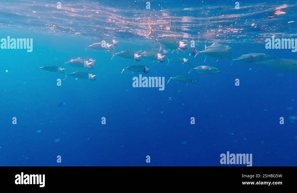 School of long jawed mackerel fish swimming in shallow tropical waters of Stock Video Footage ...