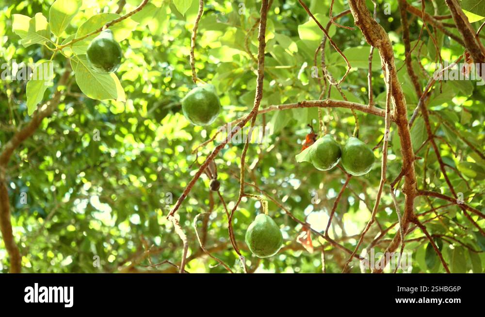 Avocados on tree Stock Videos & Footage - HD and 4K Video Clips - Alamy