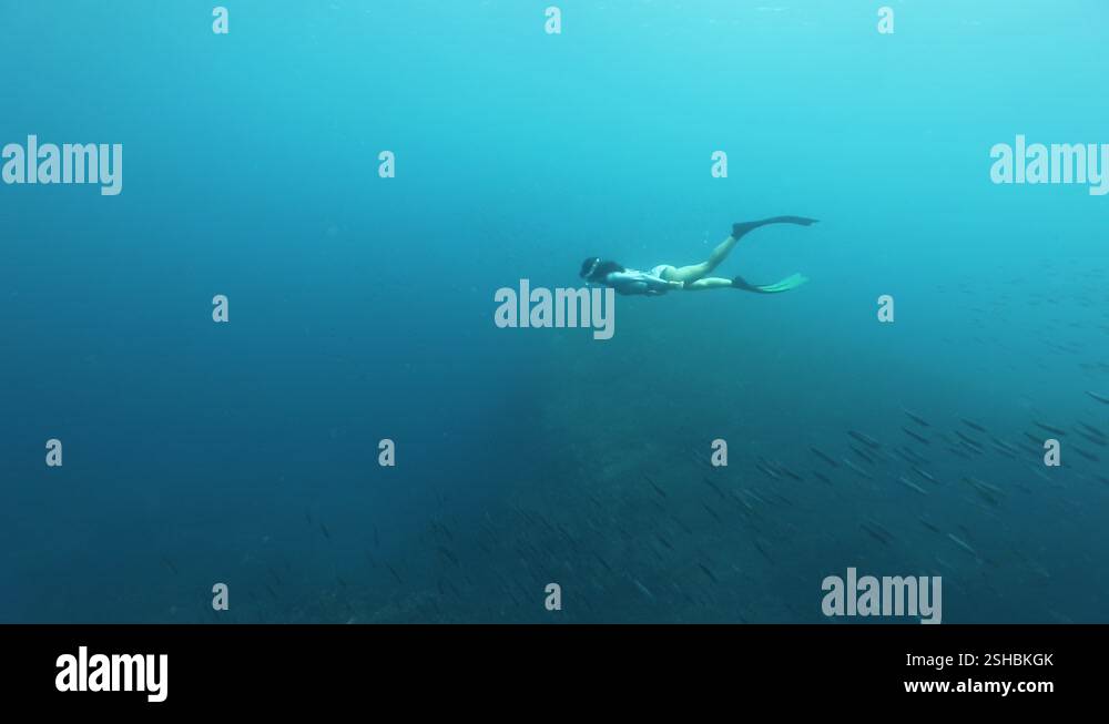 Female diver freediving in clear blue water of the Azores past school ...