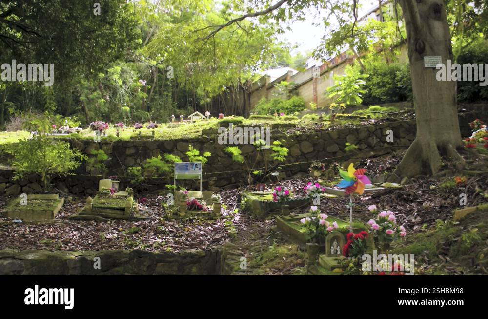 colombia san gil old cemetery flowers over cemetery flowers over Stock ...