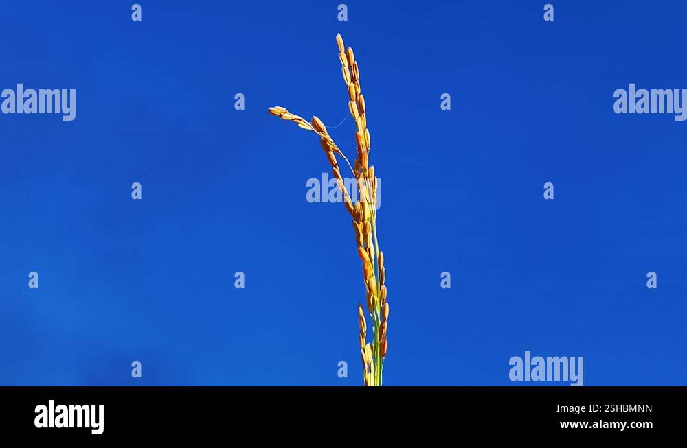 Single rice plant straw against deep blue sky, static view Stock Video ...