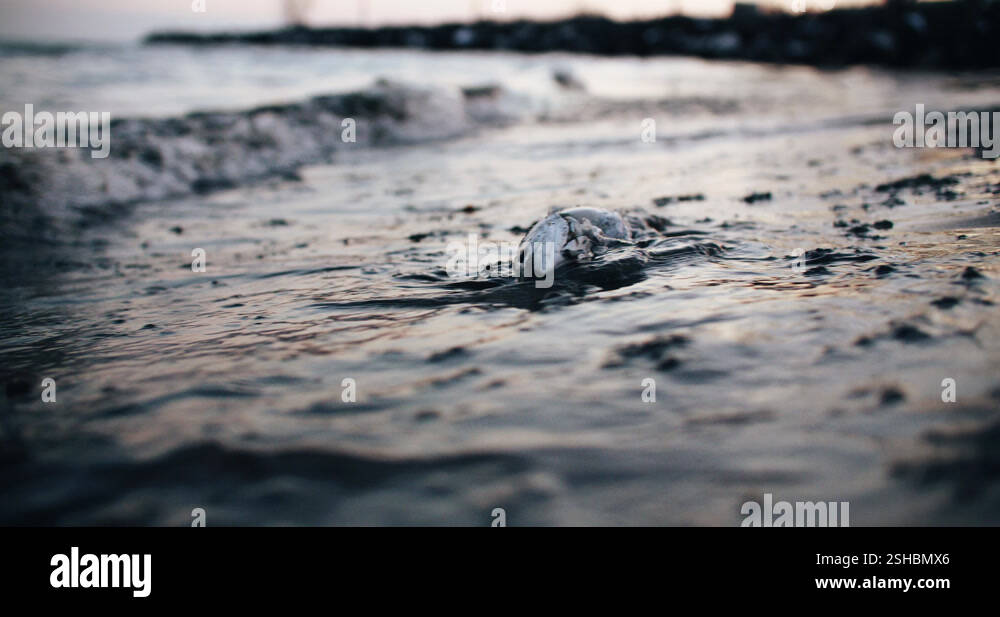 Waves Washing up Dead Fish Carcass onto Beach Shore Low Angle Stock ...