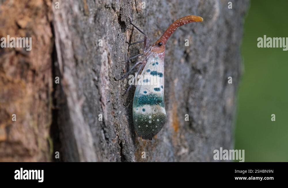 Subtly moving its legs and body while resting on the bark of the tree ...