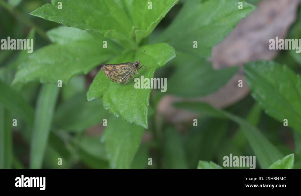 A common bush hopper butterfly with folded wings is slowly shaking the ...