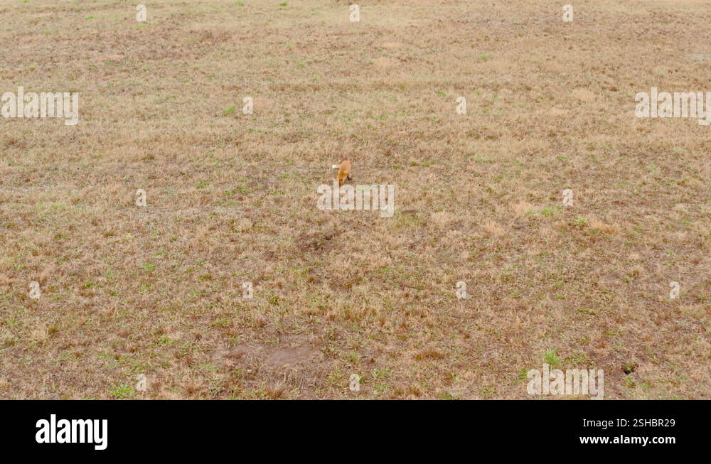Fox sniffs out rodents in the ground on a field, autumn day, Europe ...