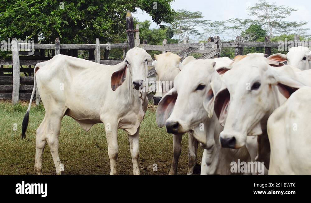 Cows running away from the farmyard-4K-Cattle Stock Video Footage - Alamy