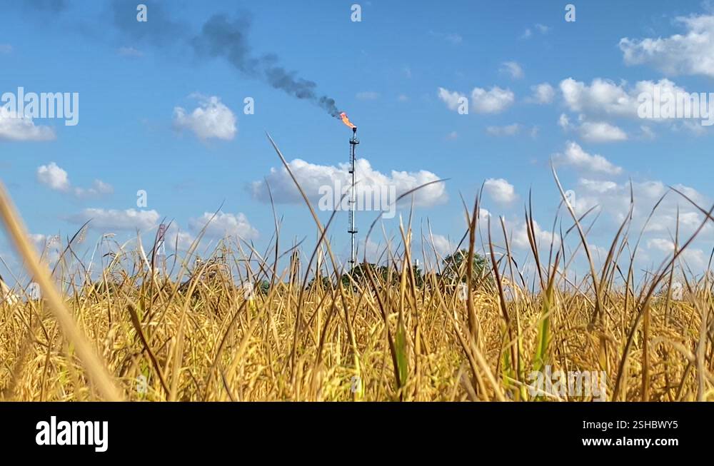 Tall tower pipe burning gas behind golden field of rice crops, sunny ...