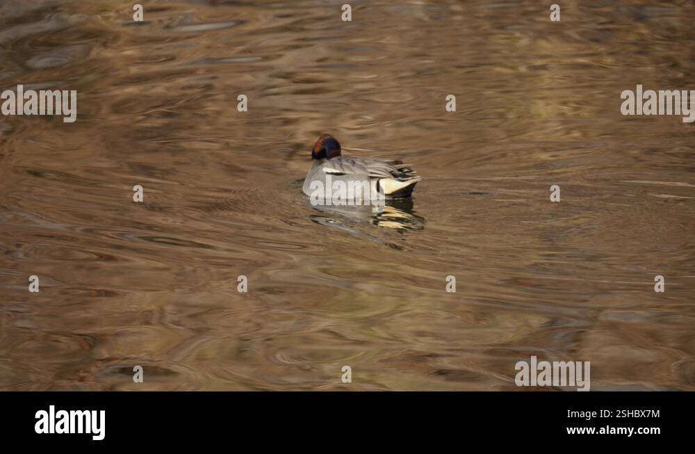 Male Eurasian teal (Anas crecca) drake dabbling in stream foraging in ...