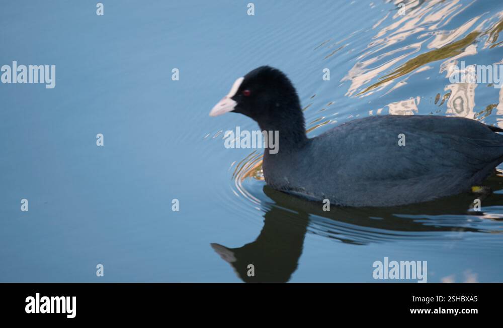 Eurasian coot (Fulica atra) Black Water Bird Eating Driftweed on a Lake ...