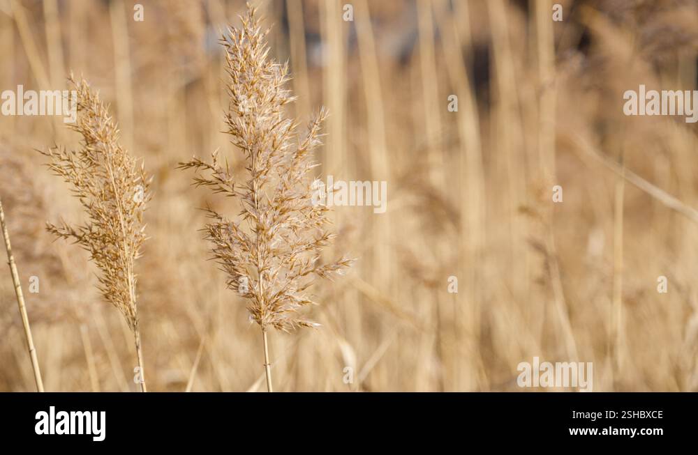 Dry Common reed grass (Phragmites australis) swaying in slow motion on ...