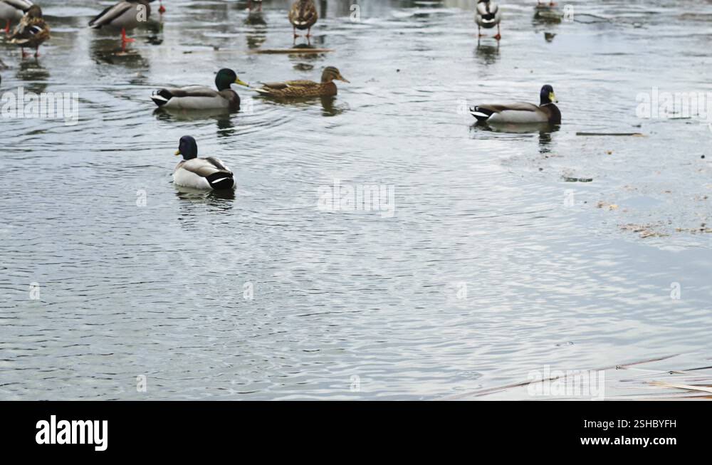 A group of wild ducks swims in a winter lake. Ducks swim on the lake in ...