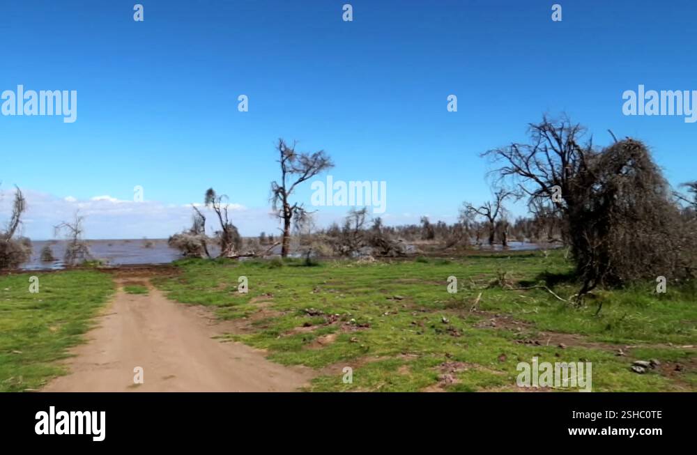 Establisher pan of meadow with dead trees caused by flooding from Lake ...