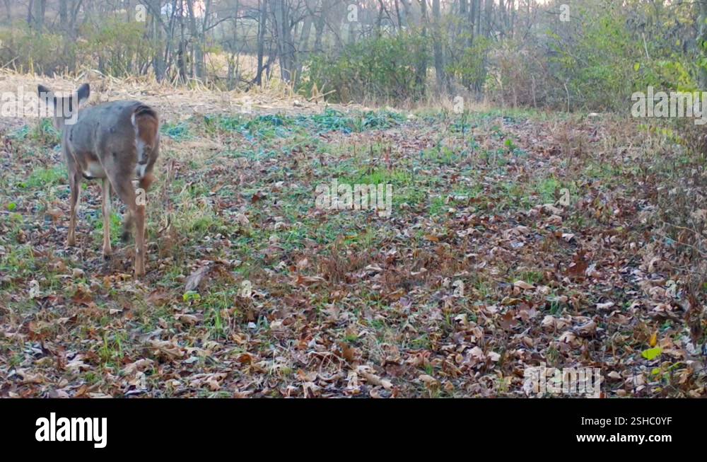 Two Whitetail deer slowly walks thru a food plot at the edge of a corn ...