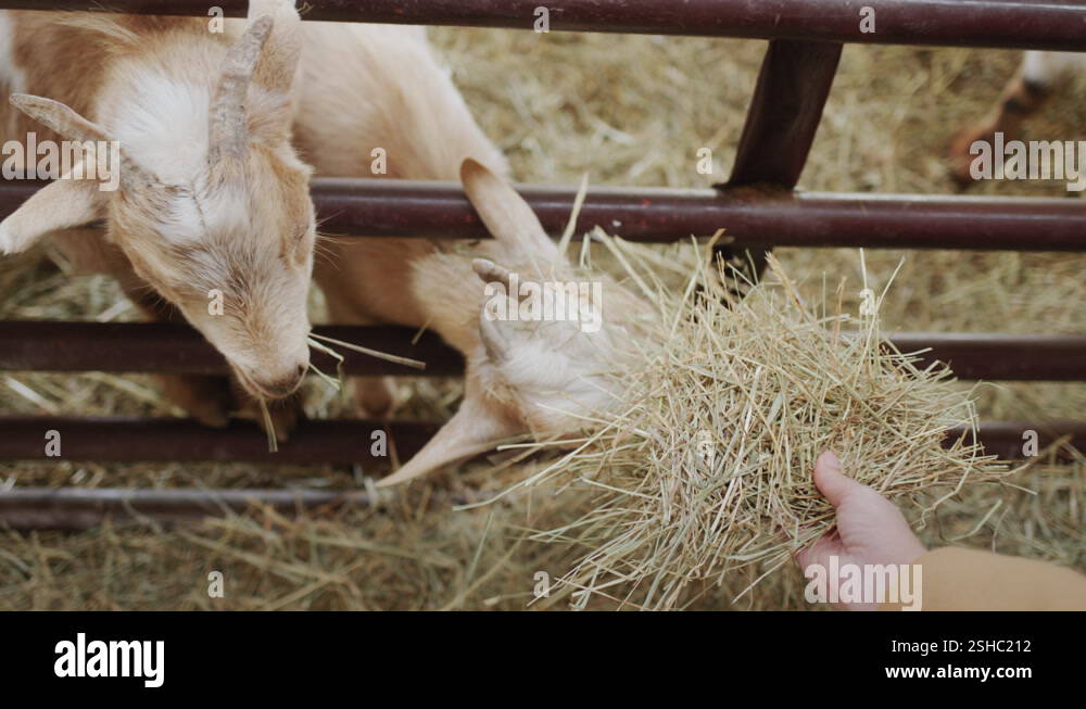 The farmer feeds his beloved goats, hands them hay in his hand. Pov ...