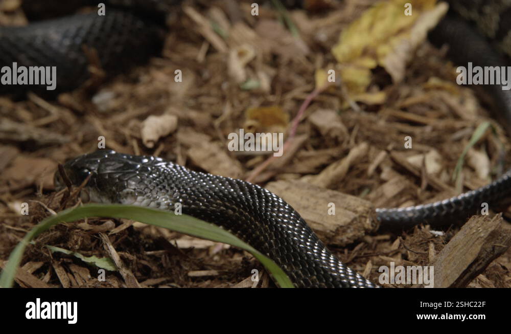 Black rat snakes slowly move across forest floor - close up Stock Video ...