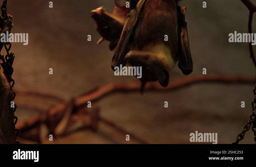Bats in captivity crawling over eachother to eat - close up Stock Video ...
