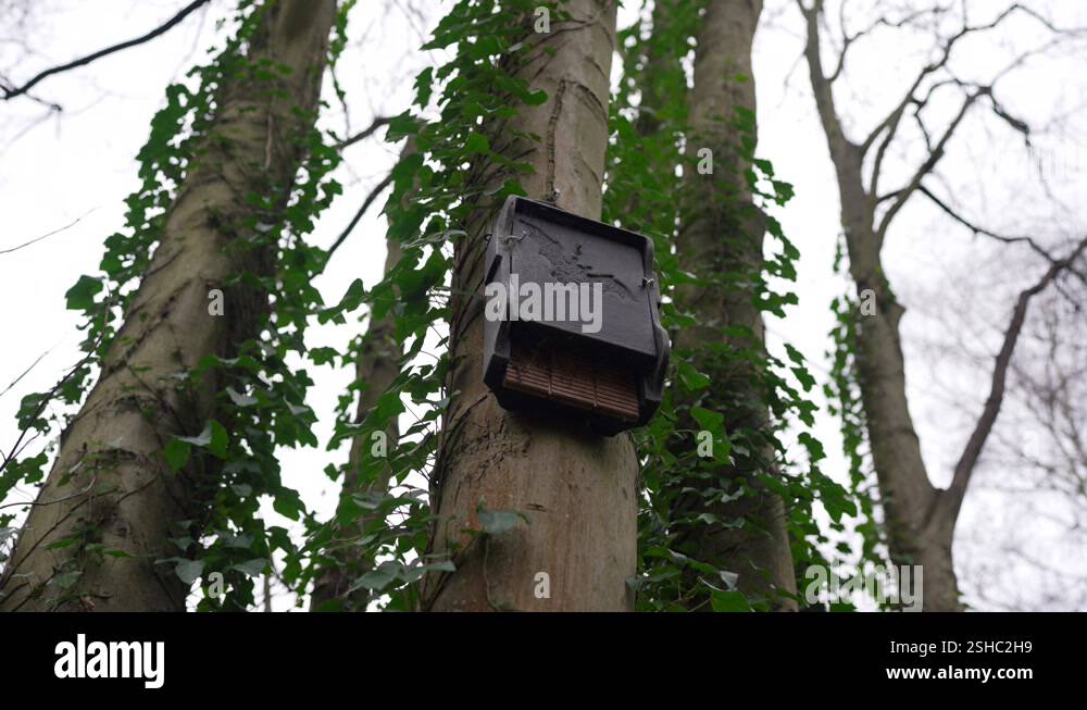 Bat house at a tree Stock Videos & Footage - HD and 4K Video Clips - Alamy