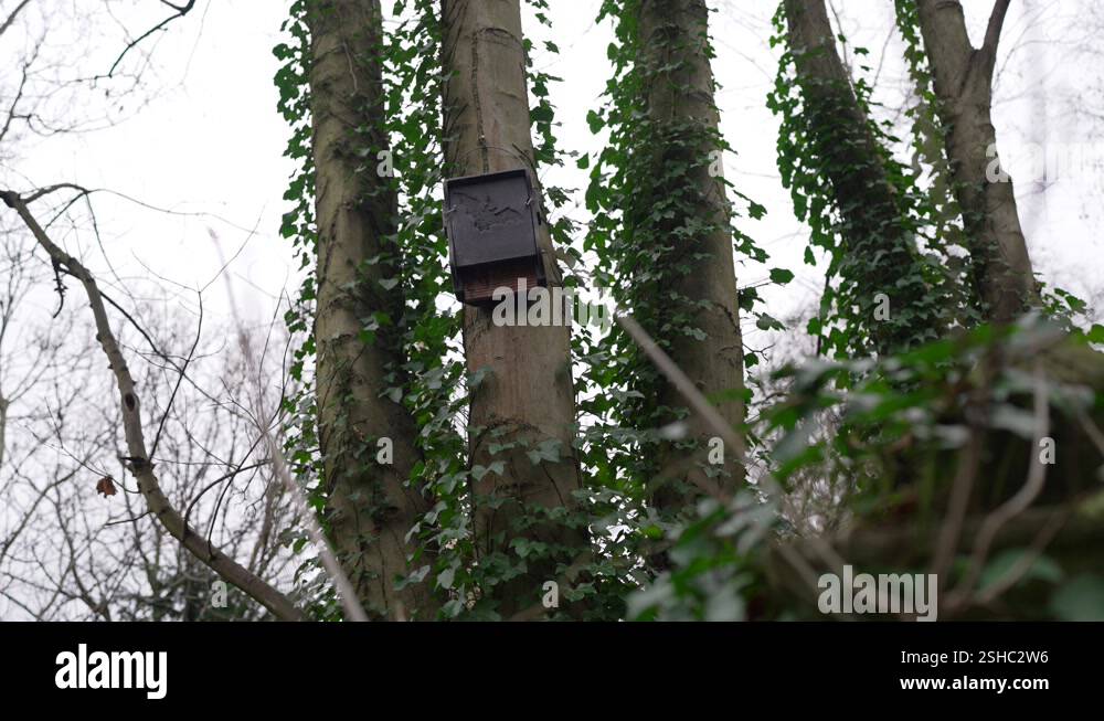 Bat nest, bird feeder with a bat sign on a tree in a green forest on a ...