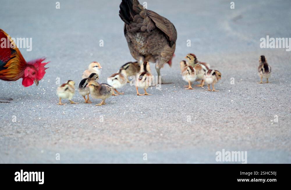 Brood of small chicks surround their mother in a scattered group Stock ...