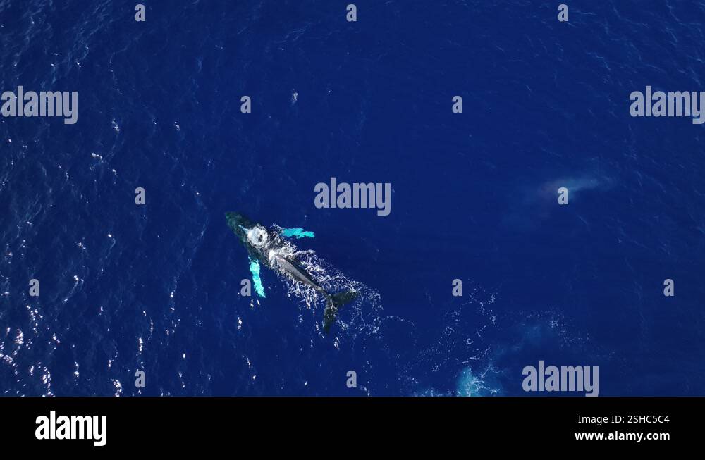 Adult Male Humpback Whale Bubble Streaming Underwater As A Way Of Stock ...