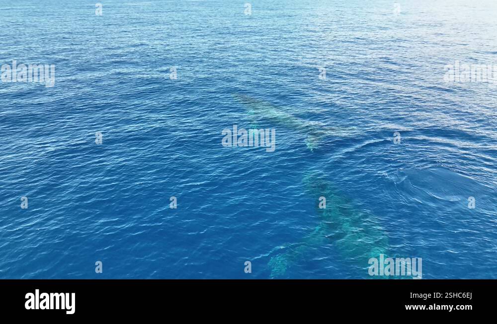 Humpback Whale Spouting Rainbow. Peak Whale Watching Season In Maui ...