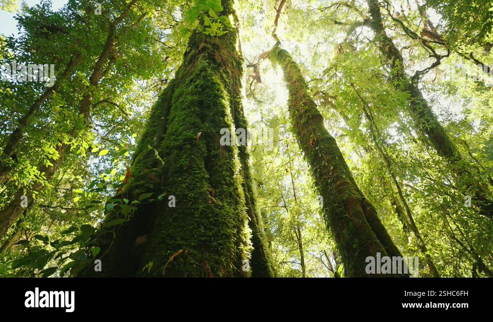 Wild pine forest with green moss under trees beautiful sunny and ...