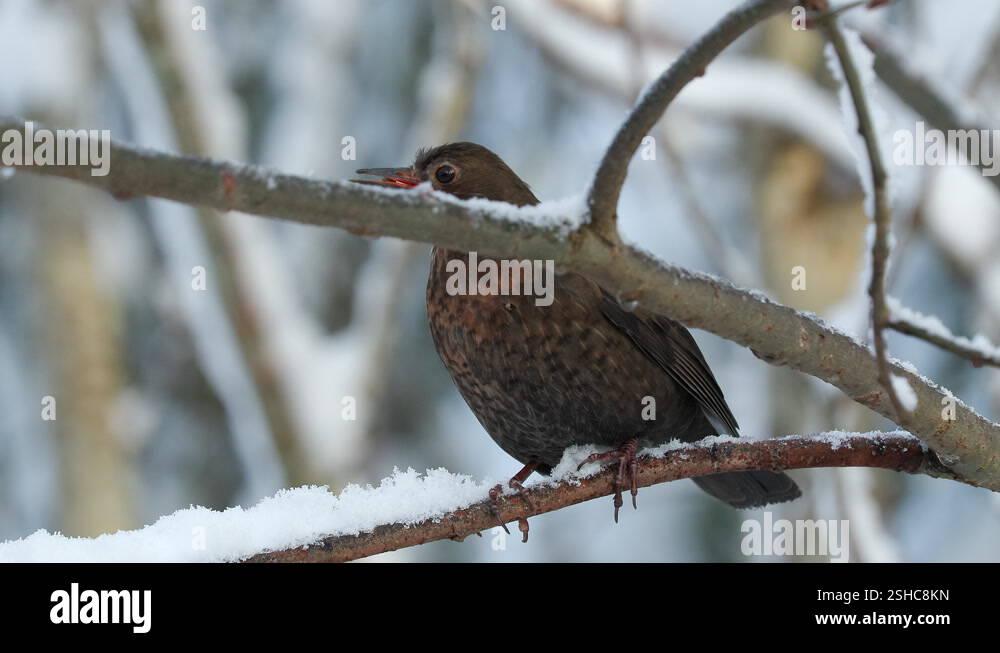 Twig animal world Stock Videos & Footage - HD and 4K Video Clips - Alamy