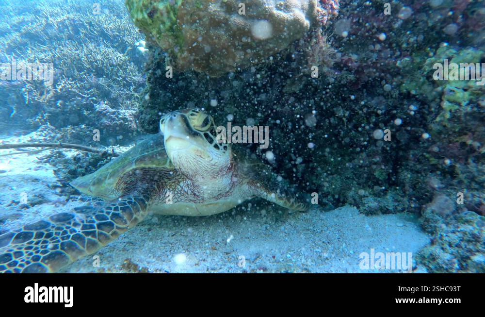 Green Sea Turtle Lying Under The Rocks In The Botto Of The Blue Sea ...