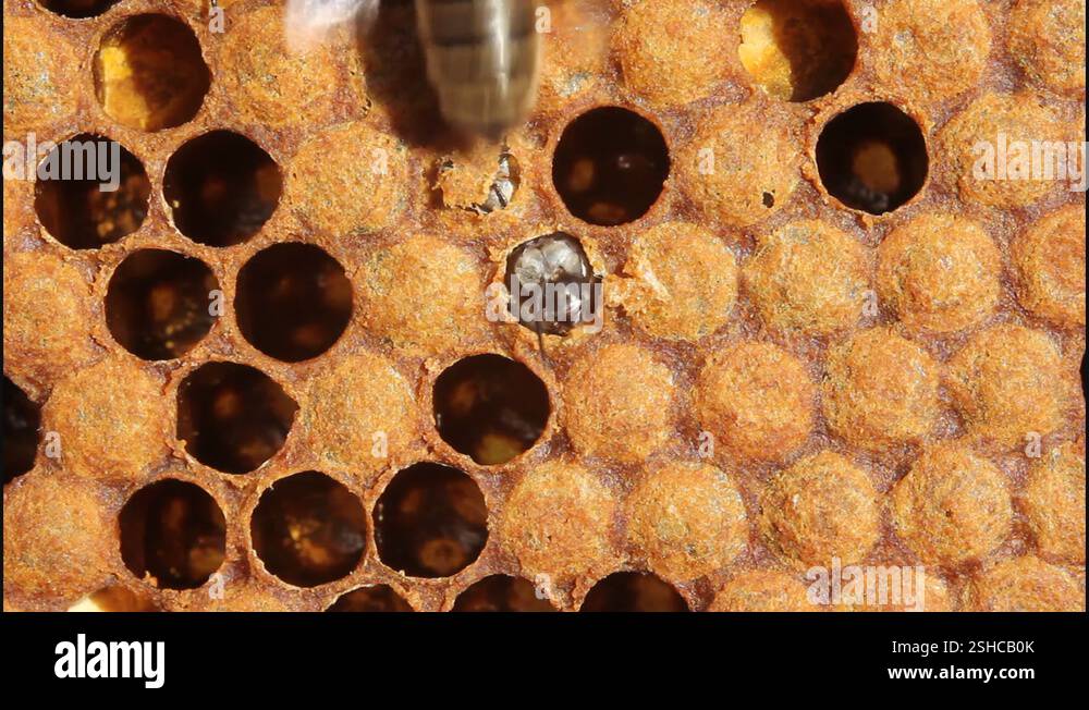 Birth of bee Stock Video Footage - Alamy