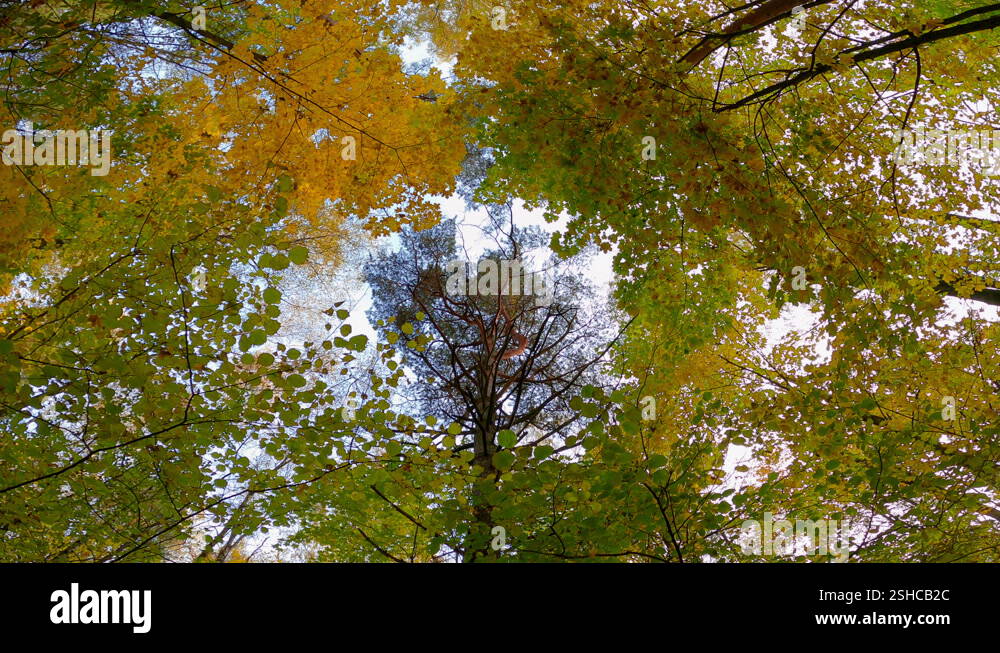 Yellow leaves on the trees in golden autumn. Bottom up view of the ...